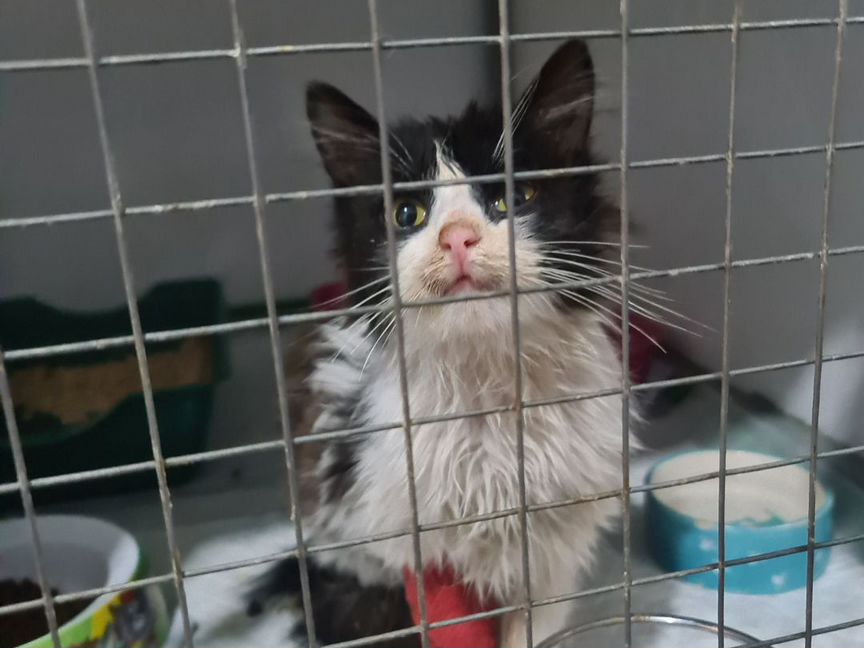 Котик. Возраст 3 месяца. Поиск Надёжного хозяина