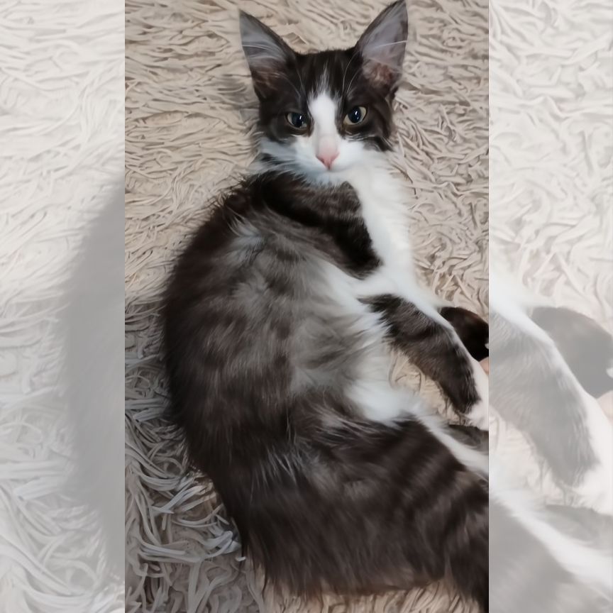 Котёнок в добрые руки