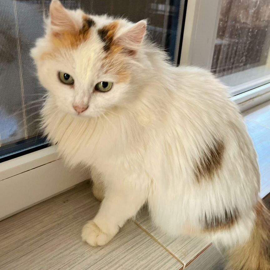 Кошечка ласковая девочка