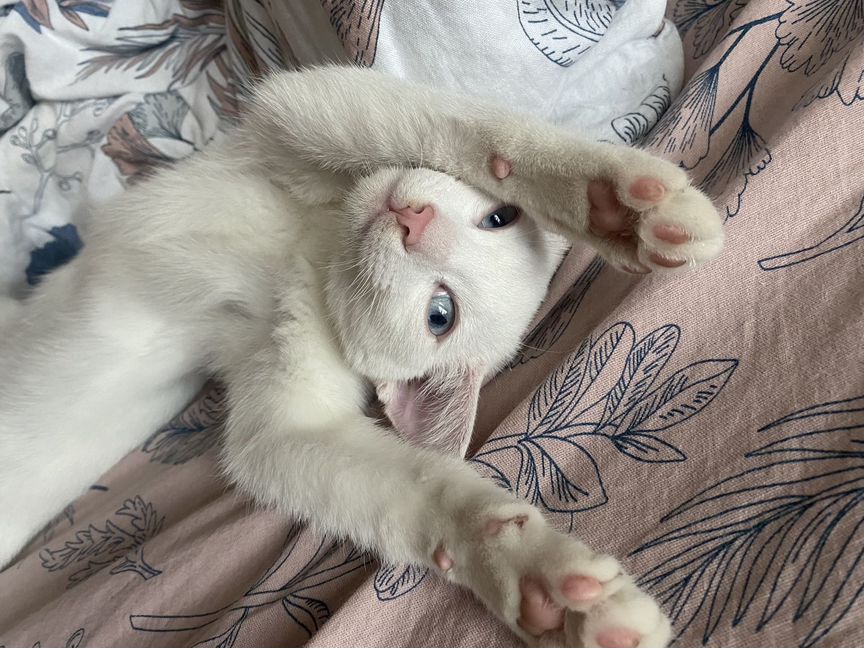 Котята в добрые руки даром