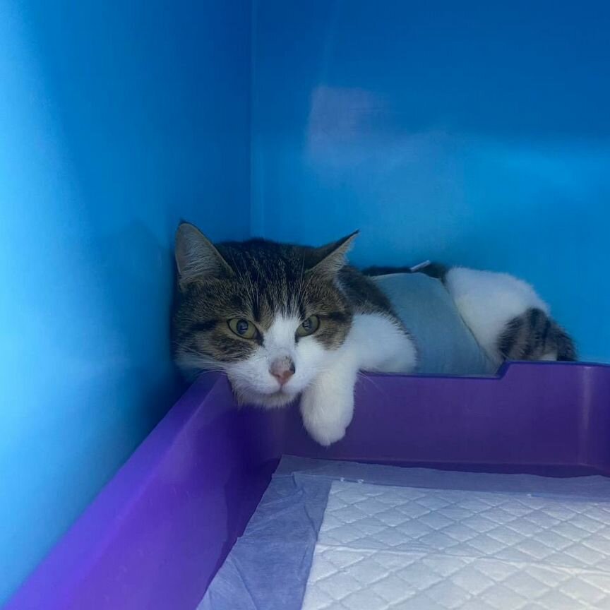 Кошка Горошек живет в холоде на дачах