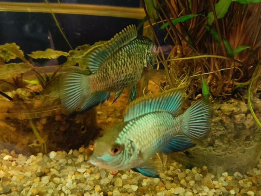 Аквариумные рыбки