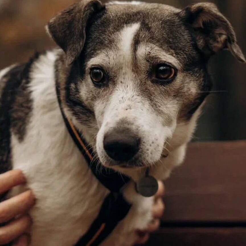 Взрослая собака в добрые руки