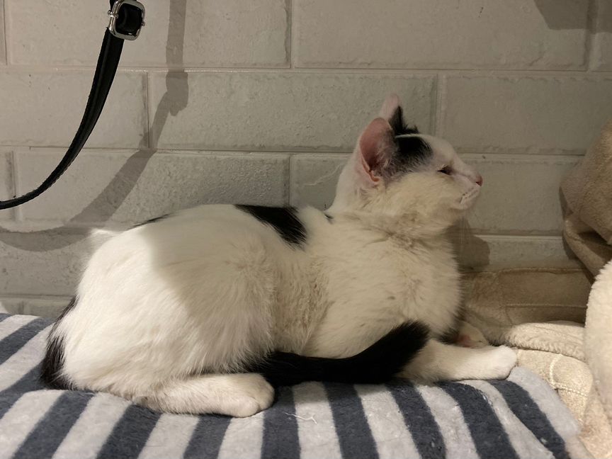 Котенок ласковый мурлыка
