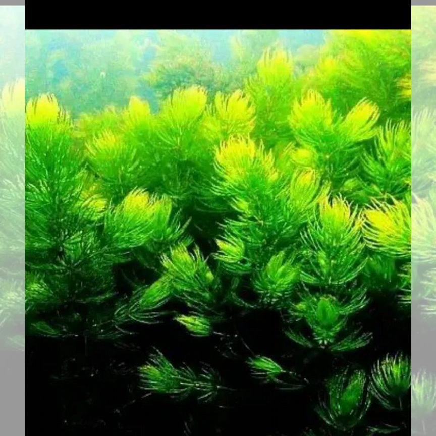 Роголистник для аквариума