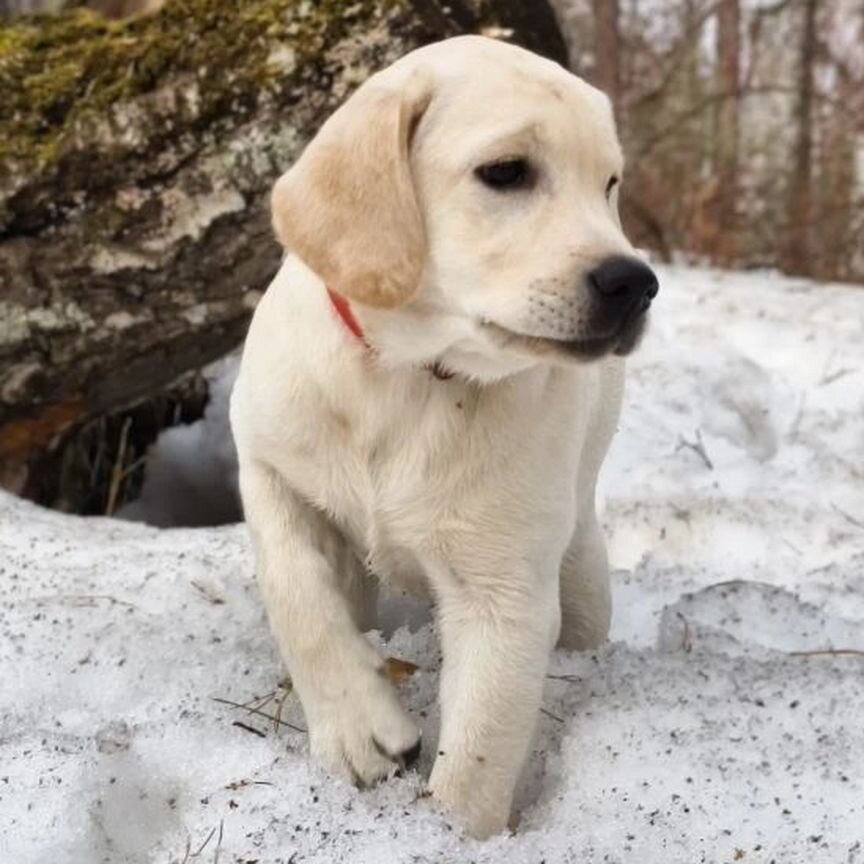 Лабрадор-ретривер, щенок