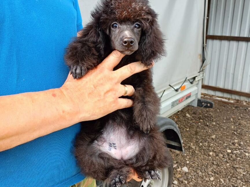 Той-пудель девочка РКФ