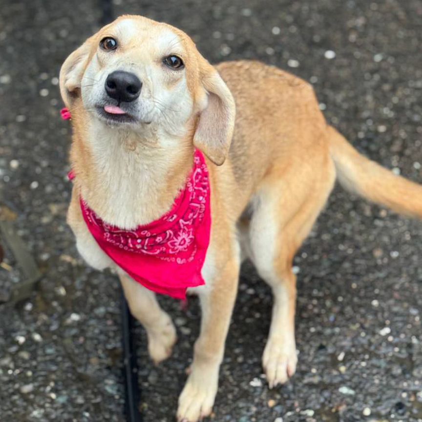 Щенок в добрые руки