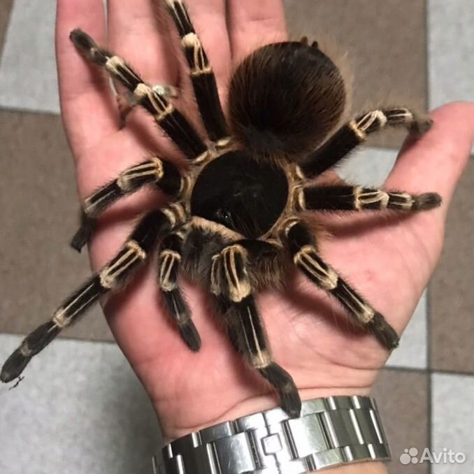 Acanthoscurria geniculata, паук-птицеед
