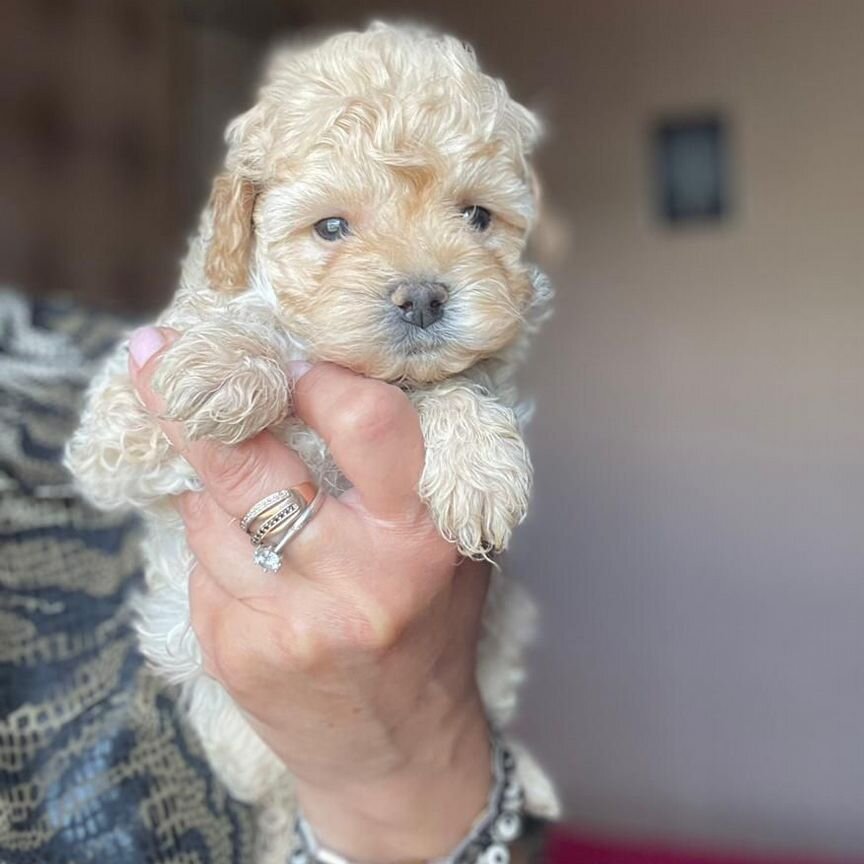 Кукляшки мальтипу