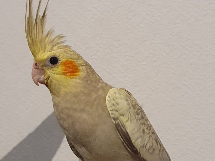 Птенцы кореллы