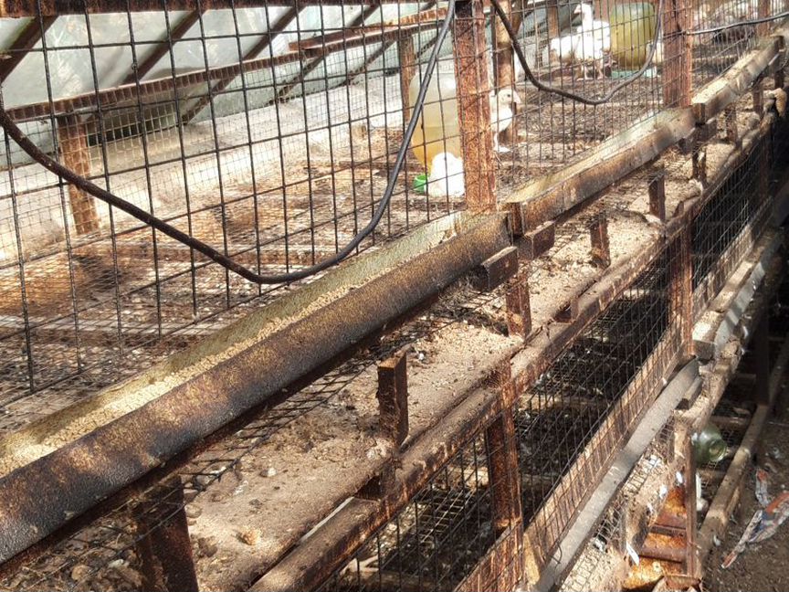 Клетки для выращивание курицу