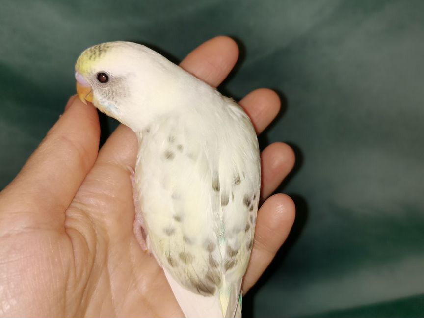 Волнистый пёстрый попугай 1 мес самец