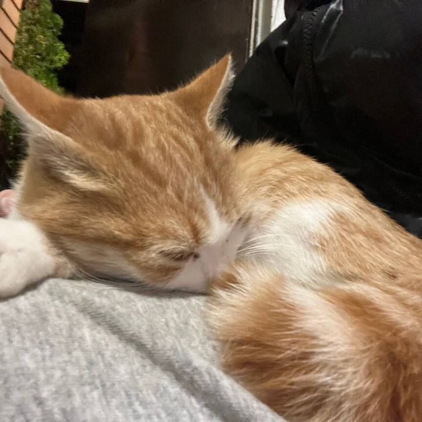Кошки