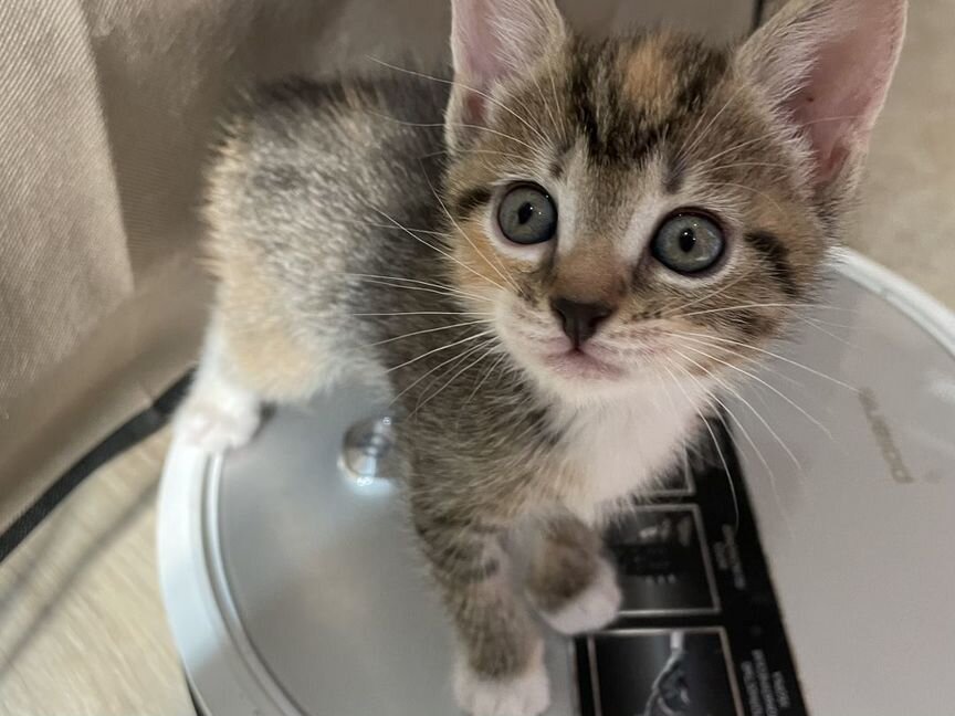 Котятки ищут дом. Отдаю котят