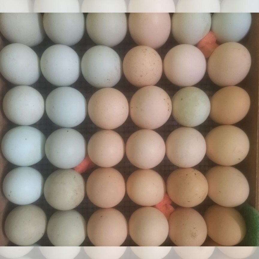 Яйца на инкубацию куриные