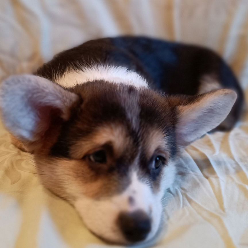 Идеальный друг