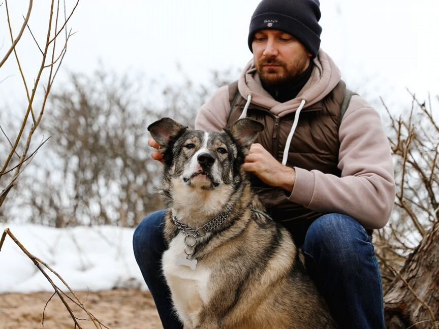 Пёс ищет дом