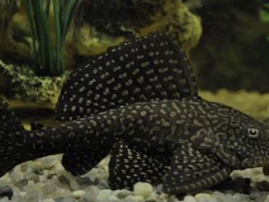 Отдам бесплатно сомов сомики аквариумные