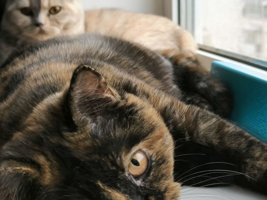 Кошки шотландцы