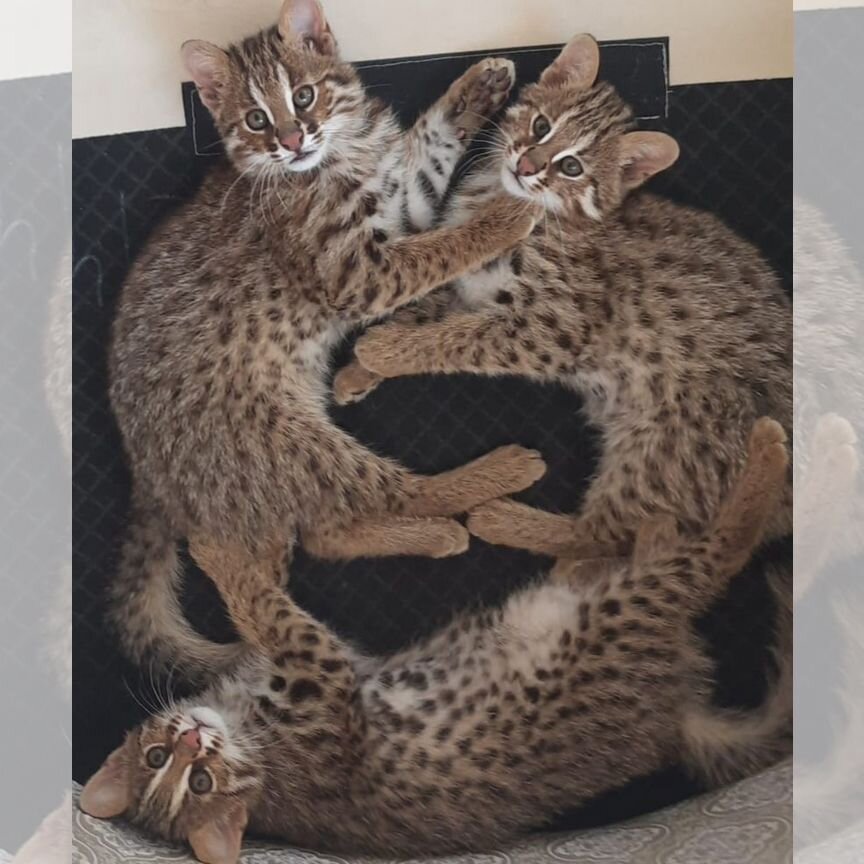 Эксклюзивные котята