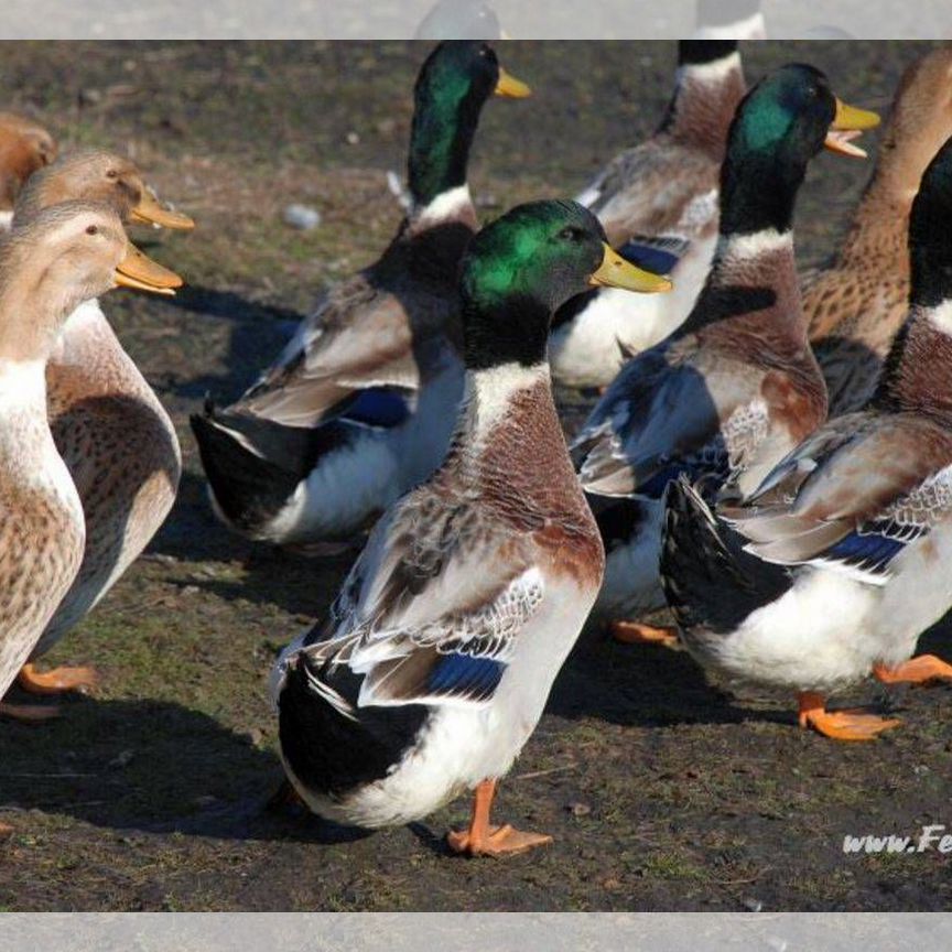 Домашние утки