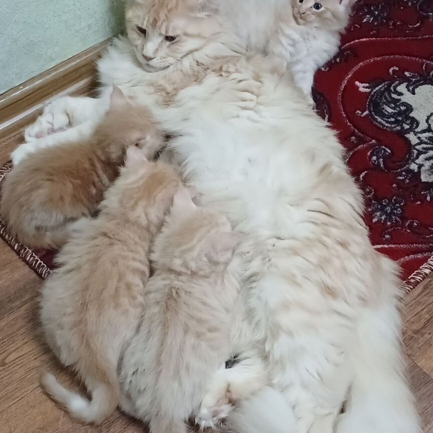 Котята мейн-кун