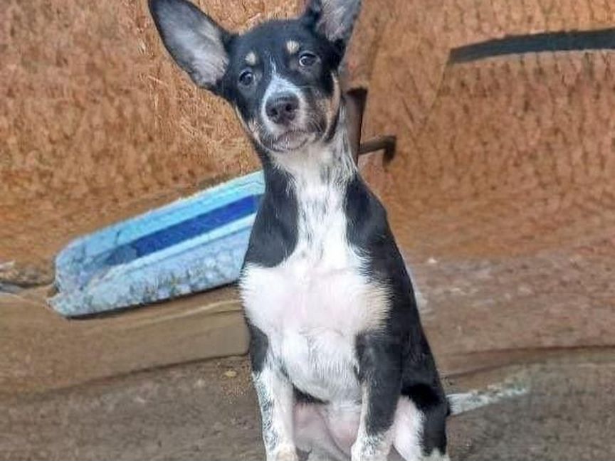 Щенки подростки на пристрой