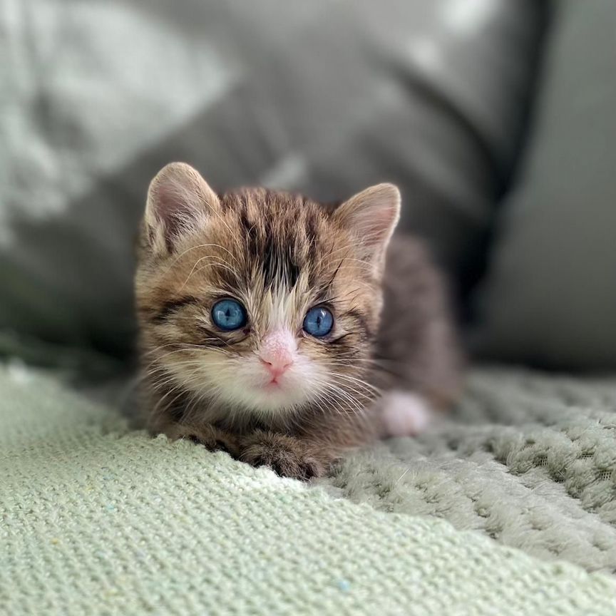 Голубоглазый Котёнок Георгий
