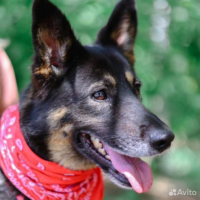 Ищем дом замечательной собаке