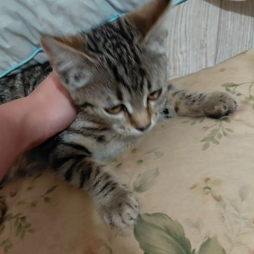 Котенок