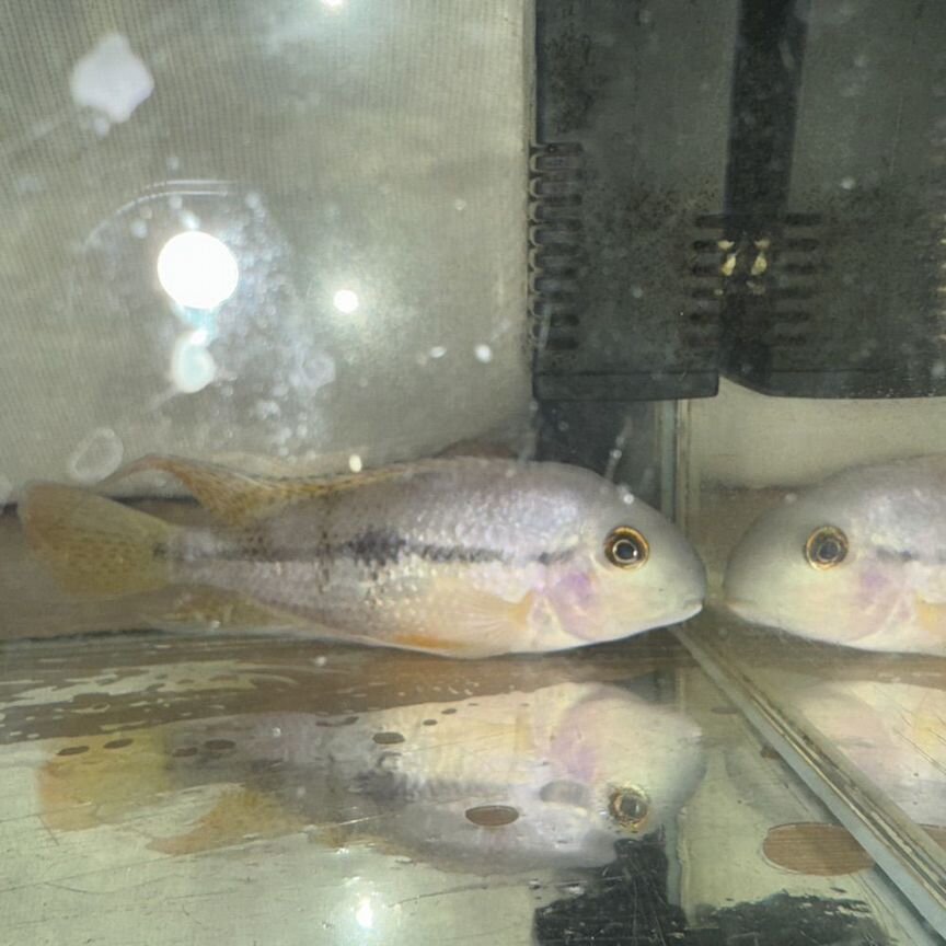 Никарагуанская цихлазома