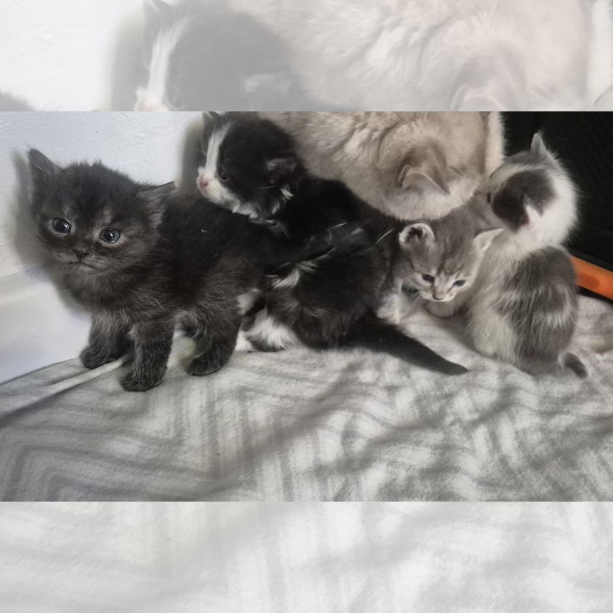 Котёнок в добрые руки