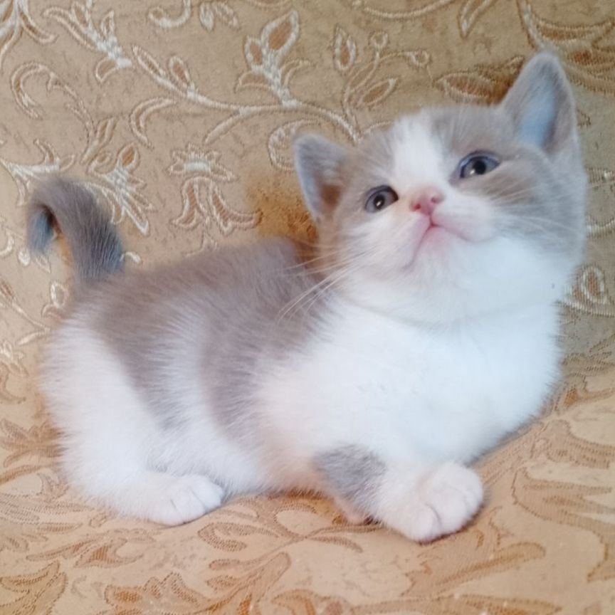 Манчкин котята очень короткие лапки стандарт