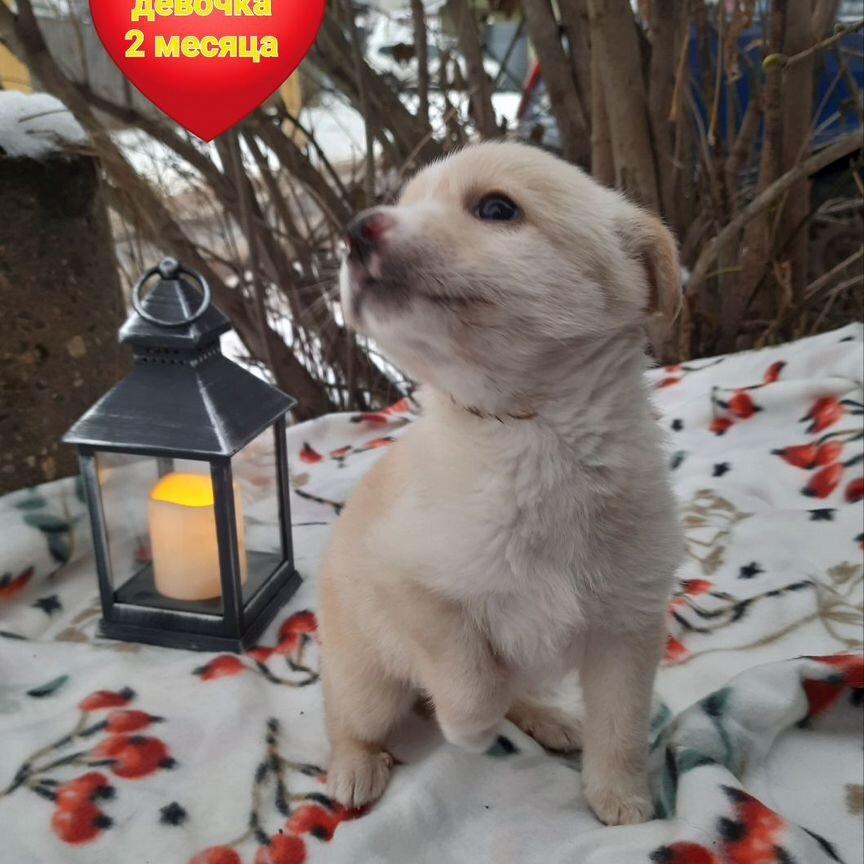 Белая медведица для доброго дома