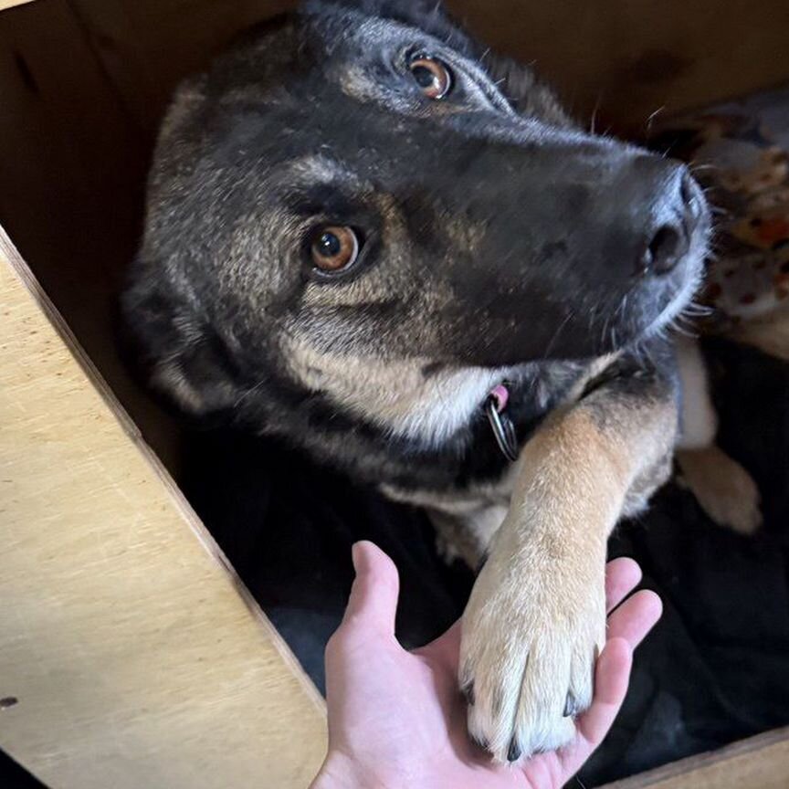 Взрослая собака в добрые руки