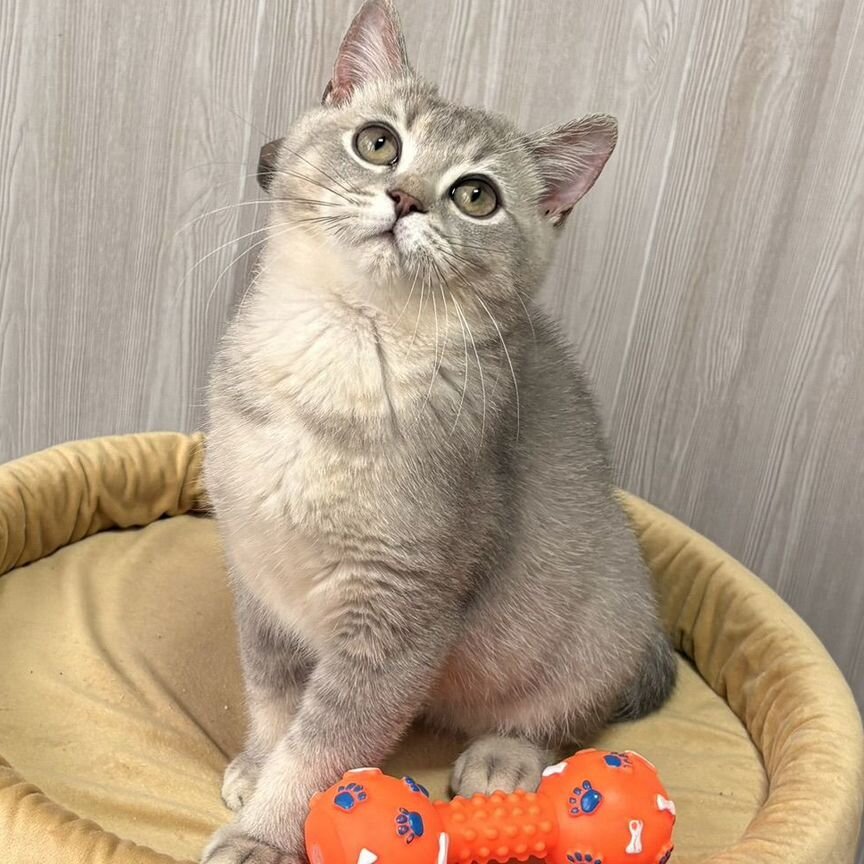 Британские котята