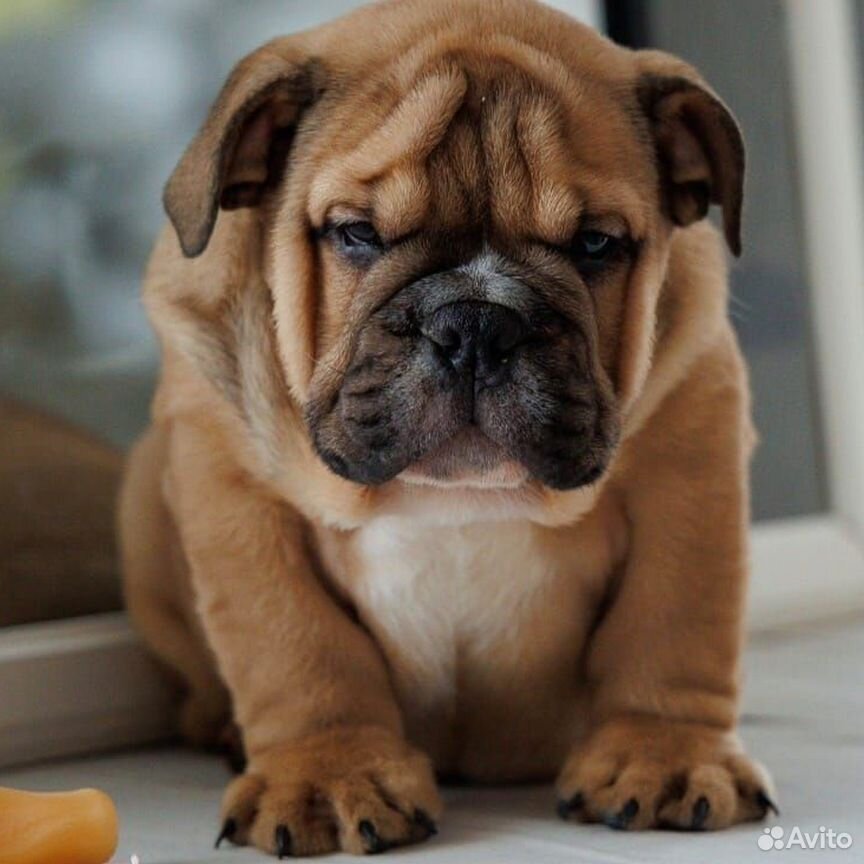 Зеленоглазый Марципан