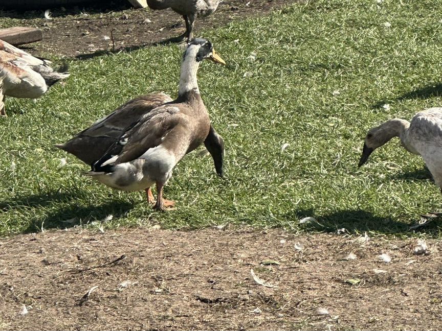 Утки индийский Бегунок