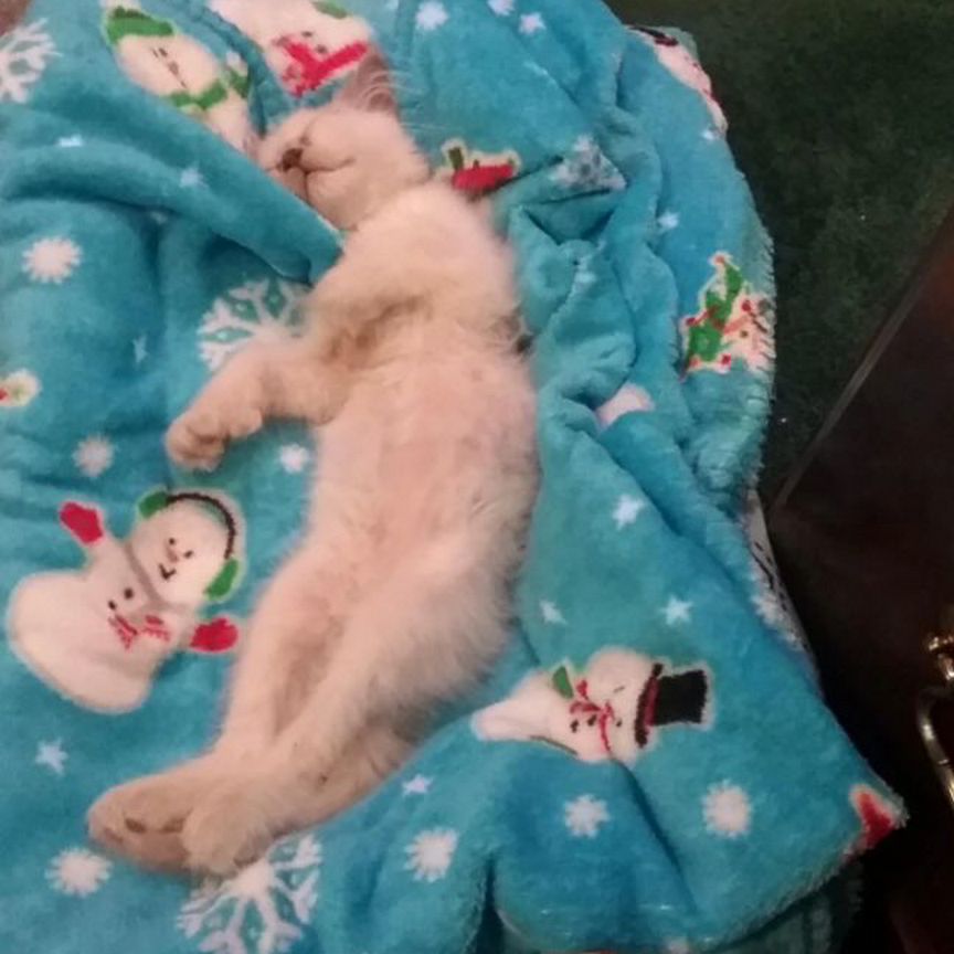 Сиамский котёнок