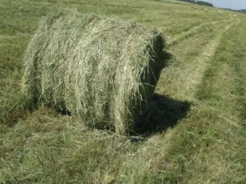 Сено суданка