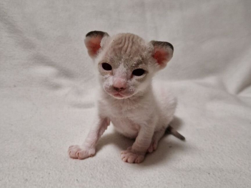 Канадский сфинкс котенок велюр