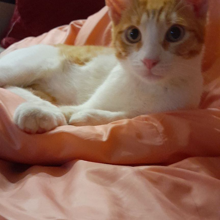 В добрые руки