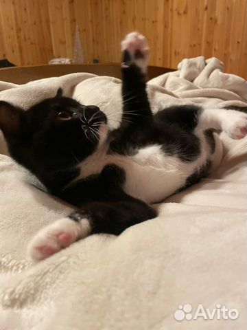 Котик мурлыка