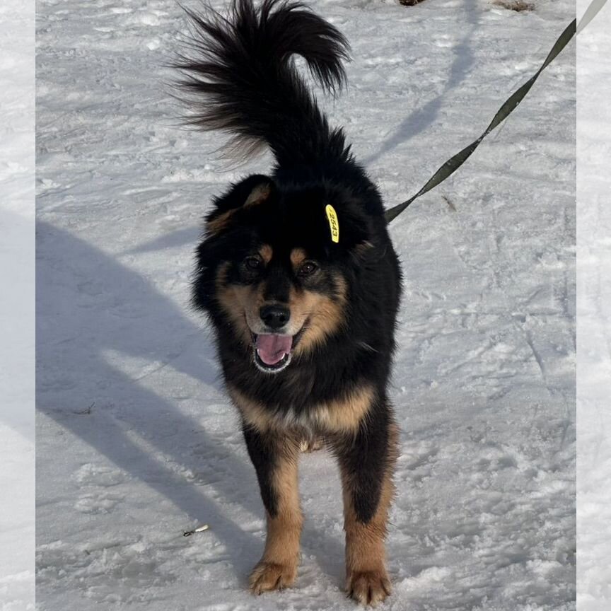 Взрослый пёс в добрые руки