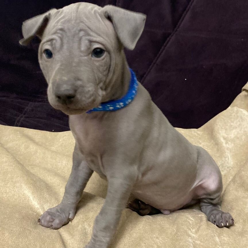 Кобель Тайский Риджбек в любимцы