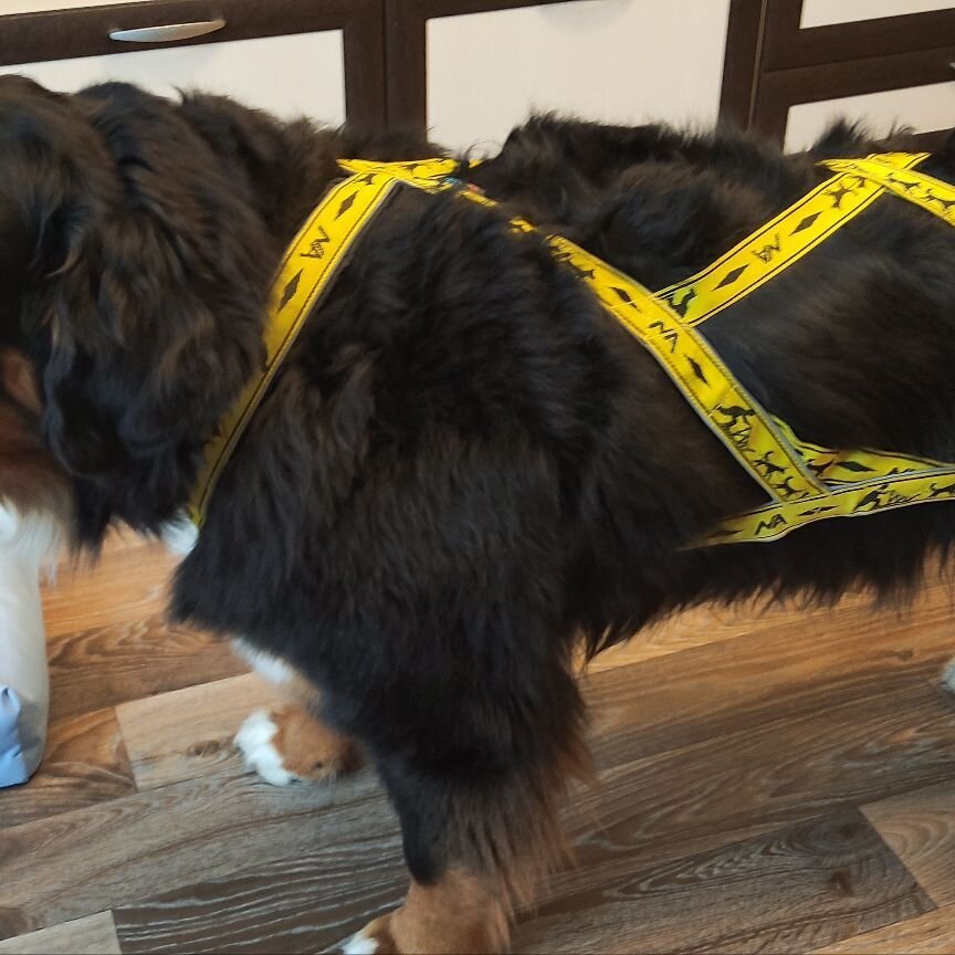 Шлейка грузовая для санок на крупную собаку