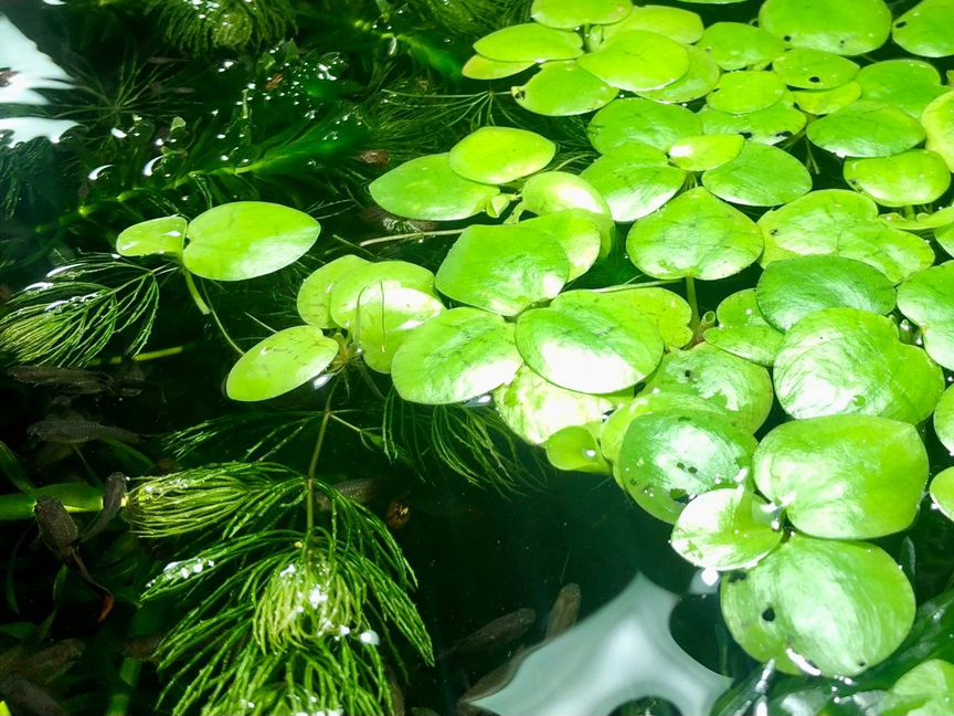 Аквариумное растение Лимнобиум и улитки Катушки