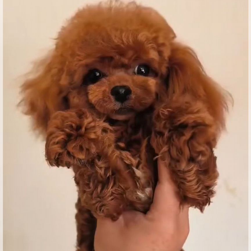 Той-пудель, взрослый пёс