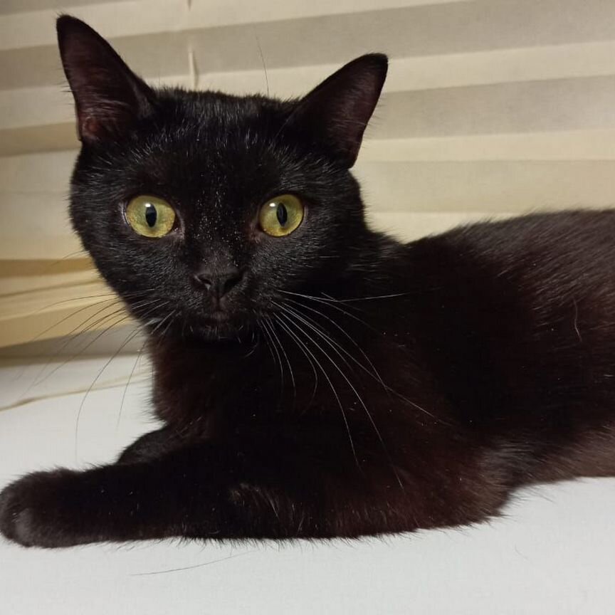 Кошка подросток стерилизованная милота